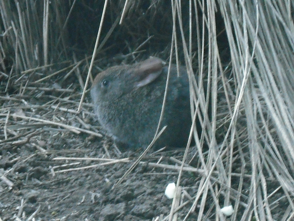 Species Spotlight: Endangered Species: The Volcano Rabbit