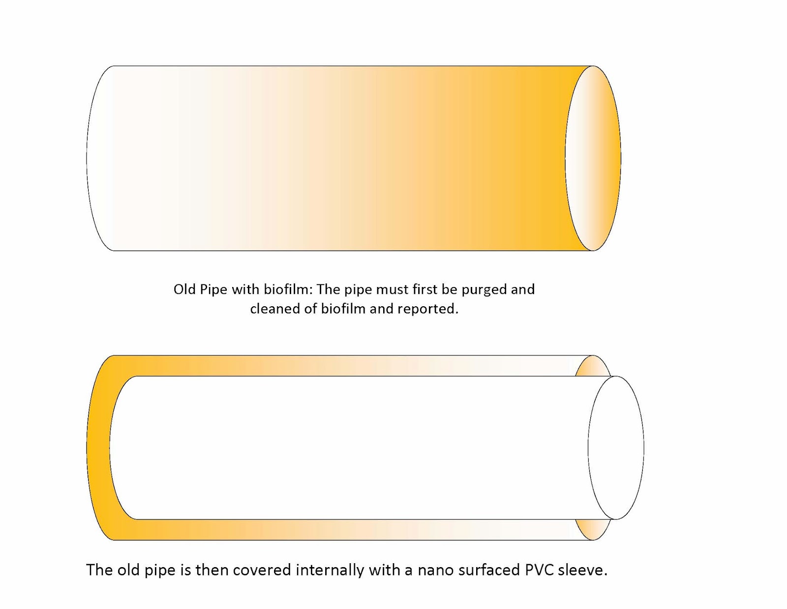 The Squirrel's Nest: Biofilms and Drinking Water