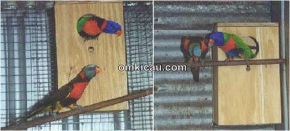 Semua Tentang Burung: Burung Kasturi/Perkici, Perawatan dan Penangkarannya