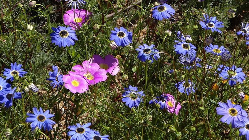 NixPixMix: WESTERN AUSTRALIAN WILDFLOWERS
