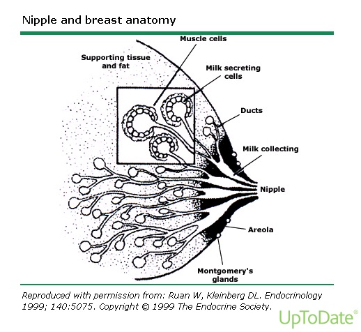 卿卿大夫部落格: 蒙哥馬利結節 (Montgomery tubercles)