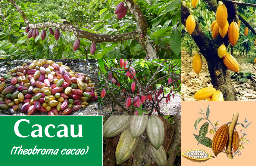 Cacau, Fruto do Cacaueiro (Theobroma cacao)