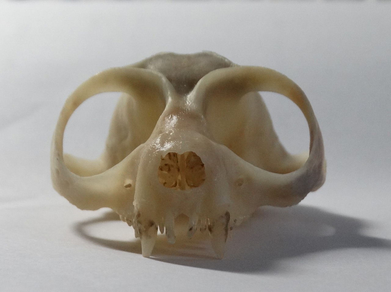 故有事: スローロリスの頭骨 The skull of slow loris.