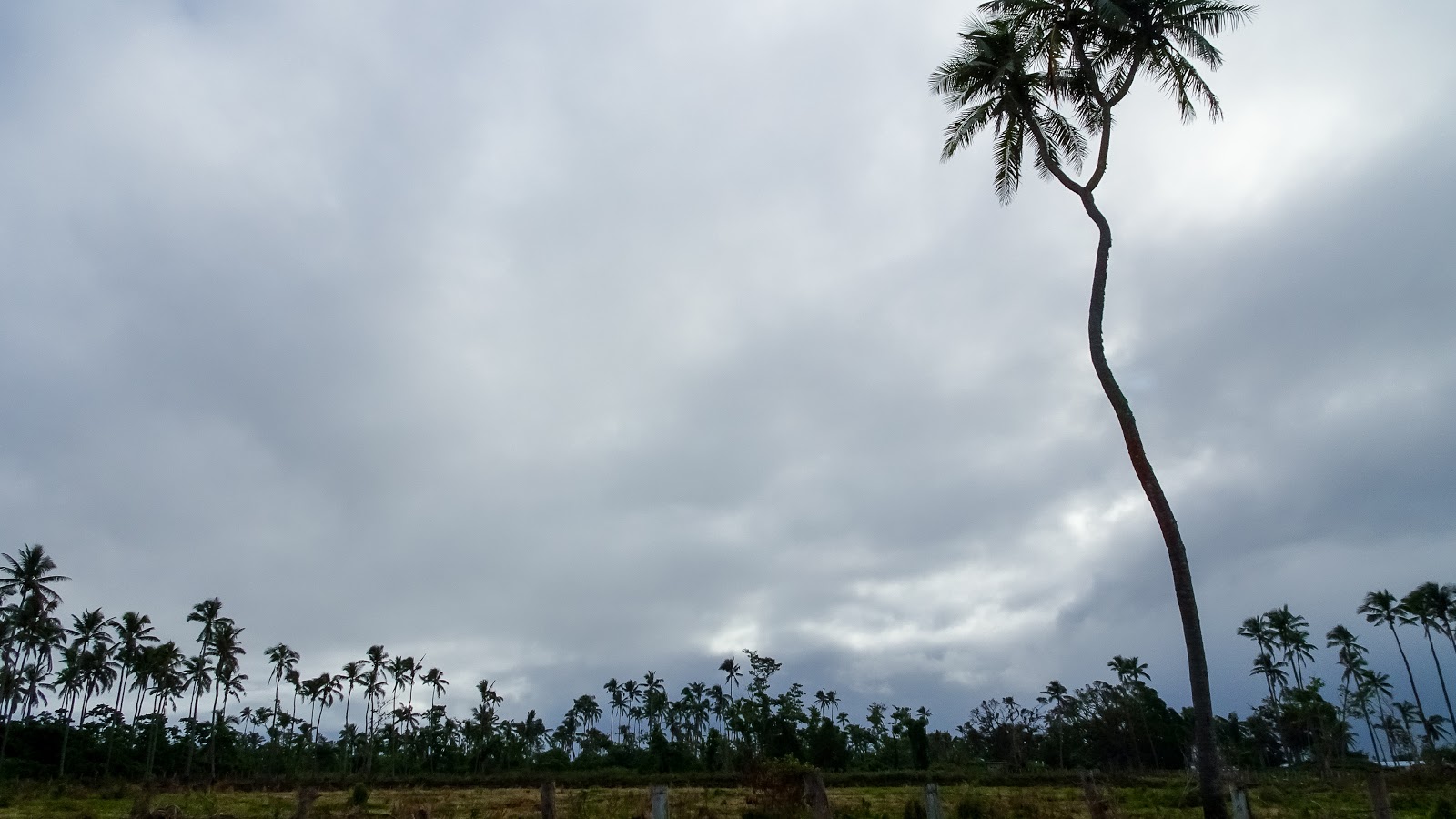 Tonga - The iron humpback whale - Sven's Travel Venues