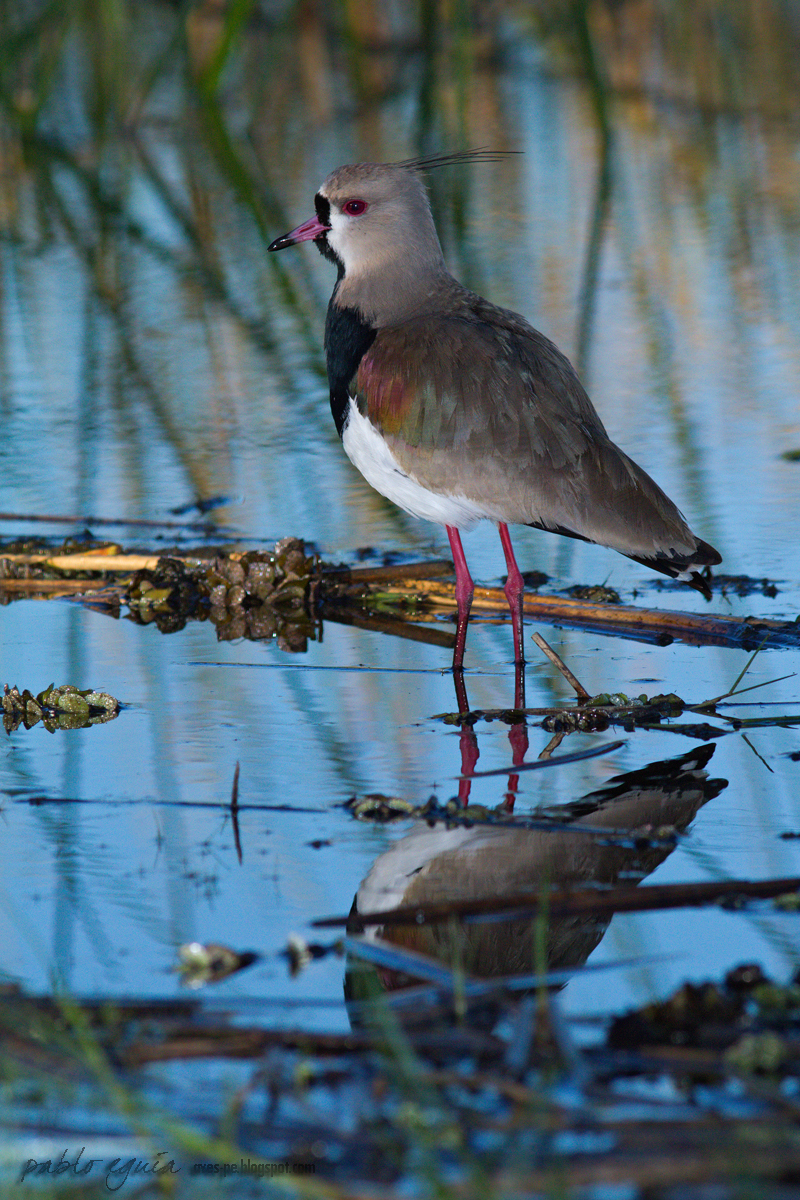 Cultura Guaraní: Leyenda del tero