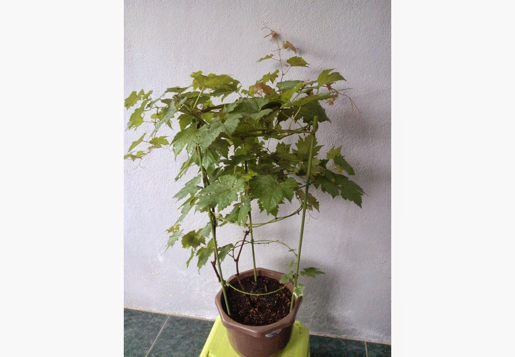 Floras Lovers ... All About Gardening: DIY LOVERZ > Teknik Membuat ...