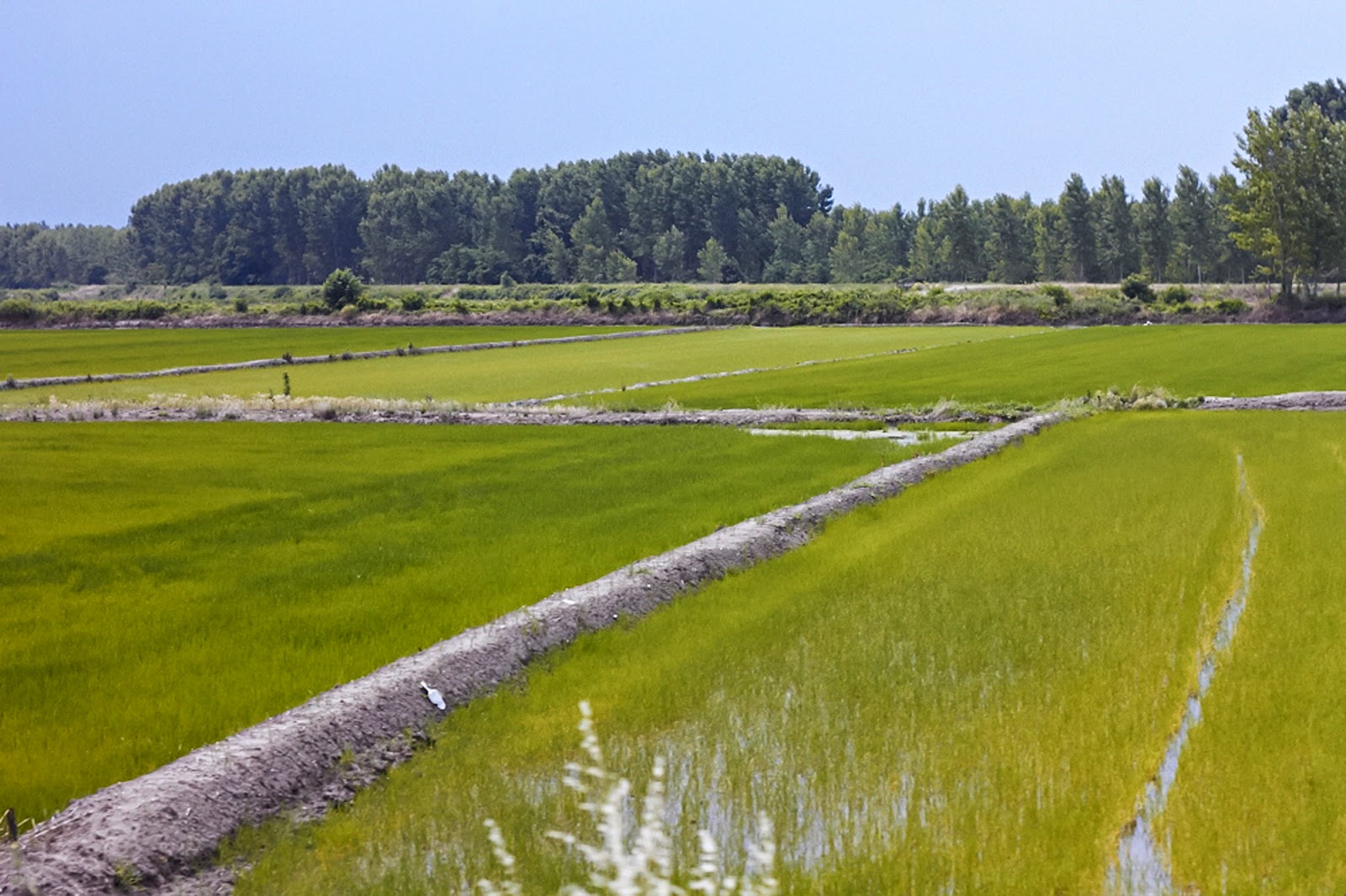 The Gourmet Gab: Risotto: The Marriage Of Rice & Italian Cuisine