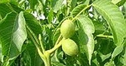 nucul planta medicinala-walnut herb | Farmacia Naturală