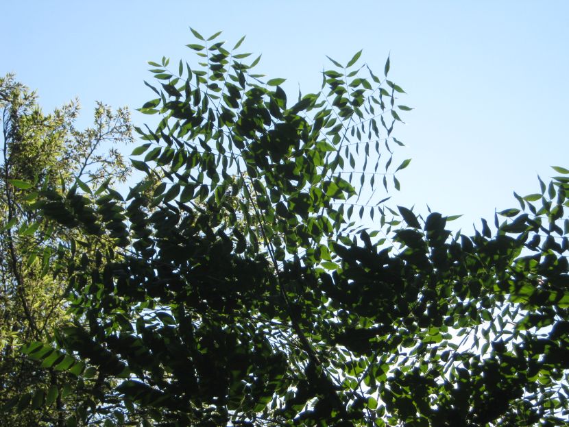 Future Plants by Randy Stewart: Gymnocladus - Coffee Tree