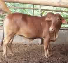 BUDIDAYA SAPI POTONG | Blog Pupuk Organik