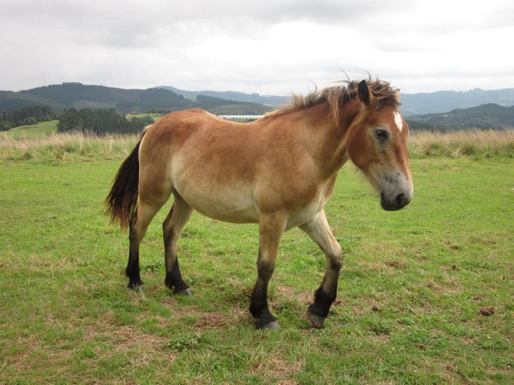 Euskal Herriko Mendiko Zaldia: Potras en venta. Behorkak salgai