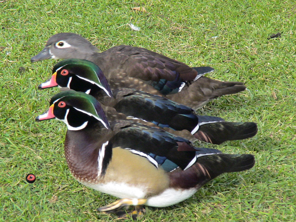 TIC Germán Brizuela: TRATAMIENTO DE IMÁGENES DIGITALES