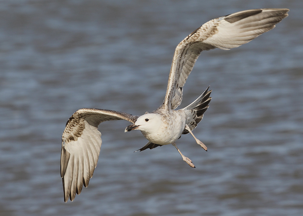 Richard Smith - Birdwatching Days Out: 1st winter & 1st summer CASPIAN ...