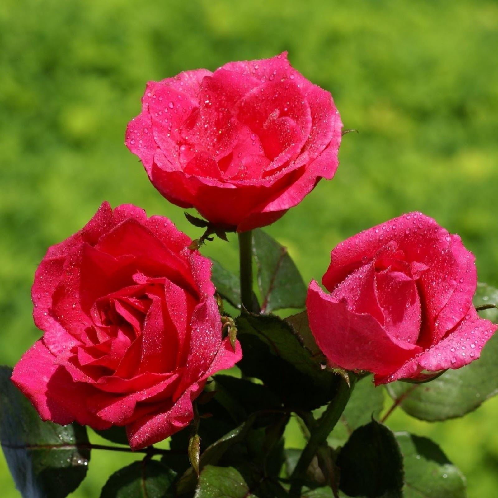 MAISARAH RAHIM: Maksud Warna and Bilangan Bunga Ros :D