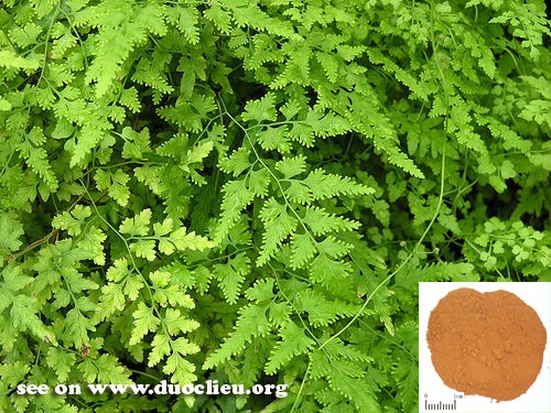 Lygodium spores (Haijinsha)-Lygodium japonicum