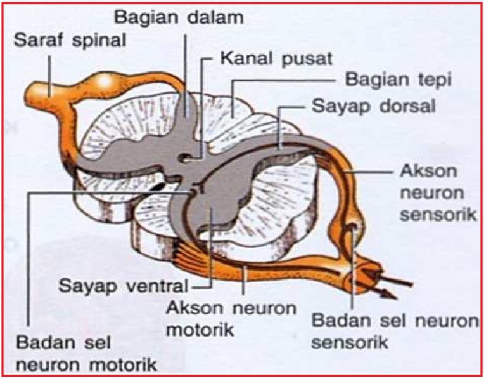 BIOLOGI GONZAGA: ISTILAH SYARAF