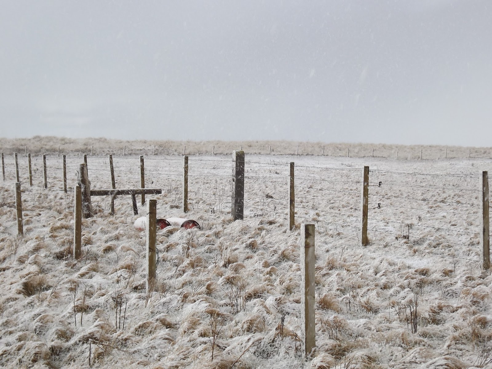 The Lopness Monster: 2013