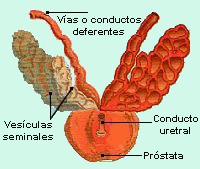 CURSO BIOLOGIA: APARATO REPRODUCTOR MASCULINO