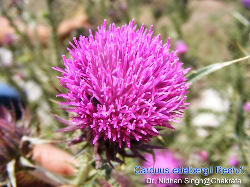 Medicinal Plants: Carduus edelbergii