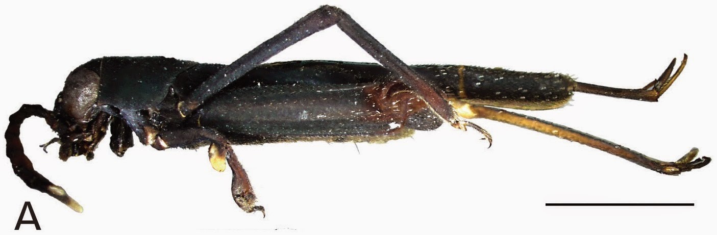 Sciency Thoughts: Three new species of Mud Crickets from Colombia.