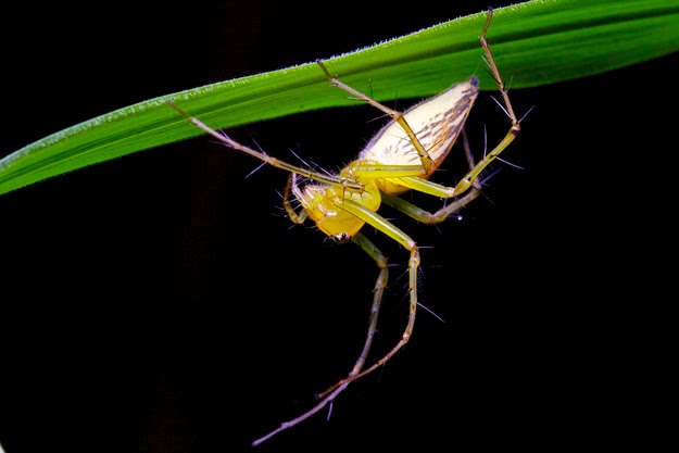 Night Macro Photography at Venus Drive - Jefz Lim Photography Blog