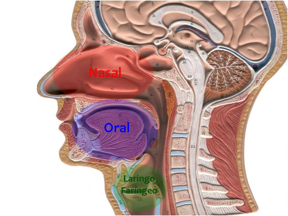 RESSONÂNCIA VOCAL ~ Aula de canto