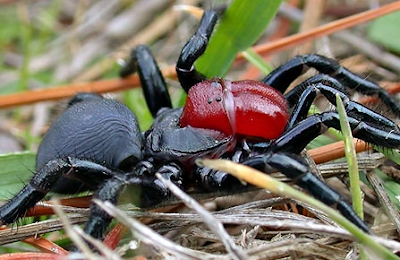 5 Laba-Laba Terganas dan Paling Mematikan Sejagat Raya ~ Asyik Seru