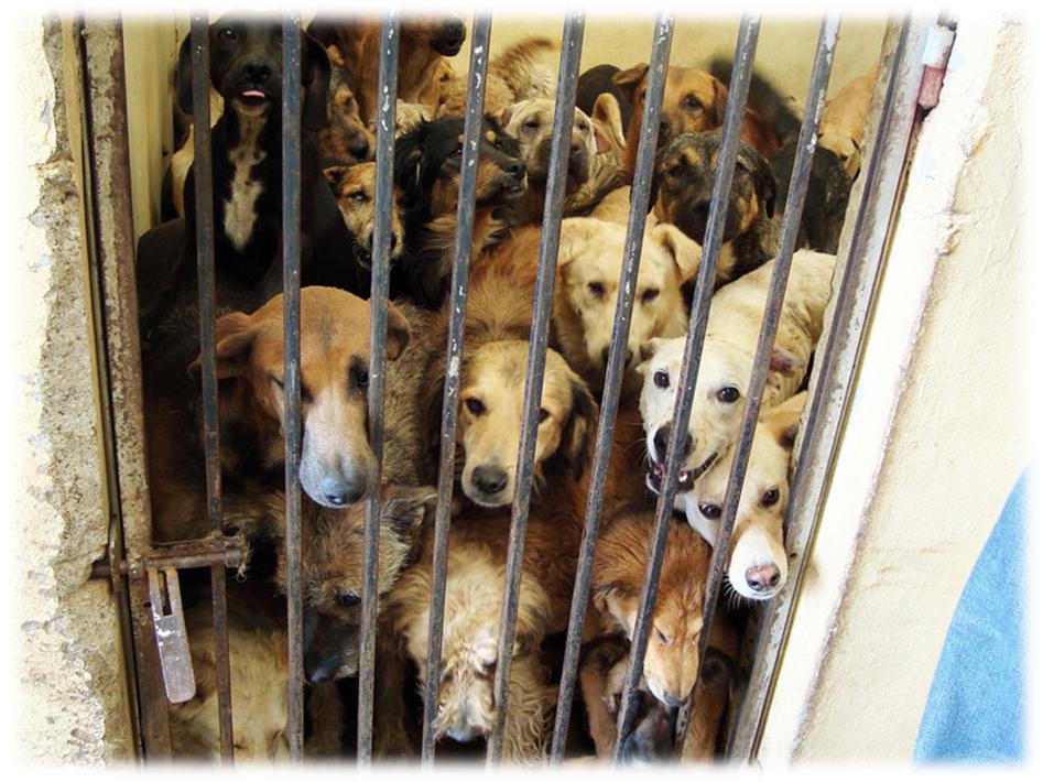 BLOG EDUCATIVO EL MALTRATO DE LOS ANIMALES: El Maltrato a los Animales ...