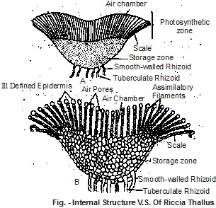 Riccia Diagram