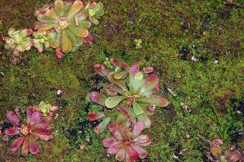 Natch Greyes' Carnivorous Plants - Drosera hamiltonii Growing Guide
