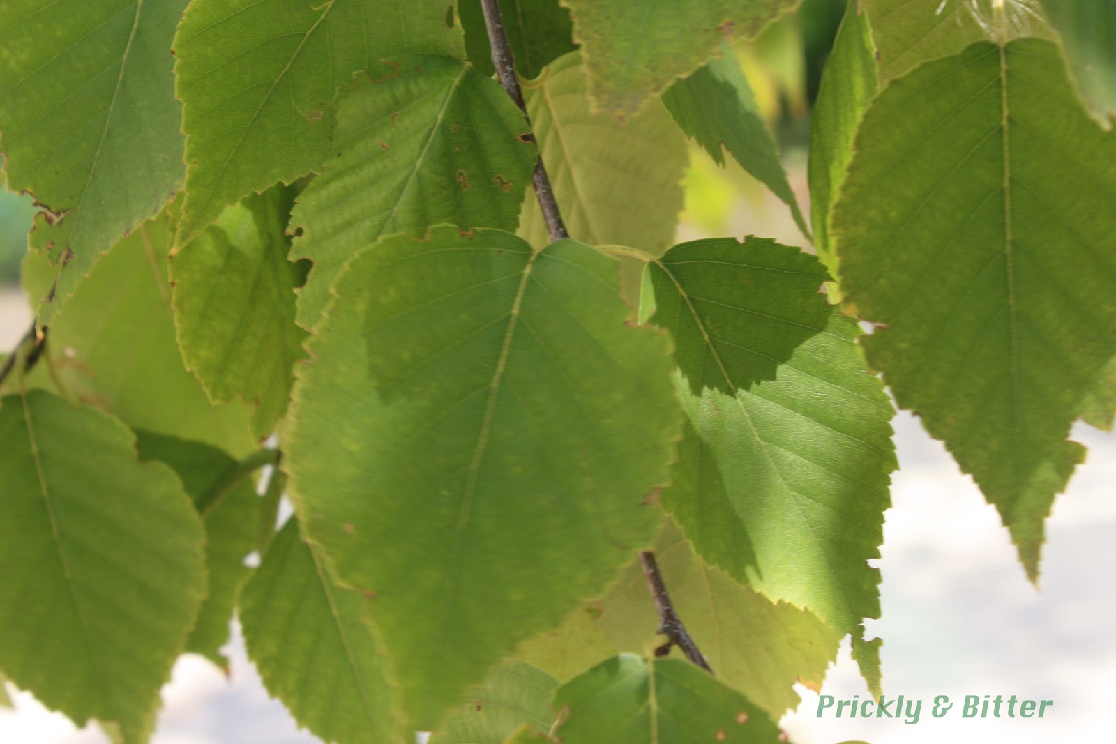 Prickly and Bitter: Birch bark canoes in tree form