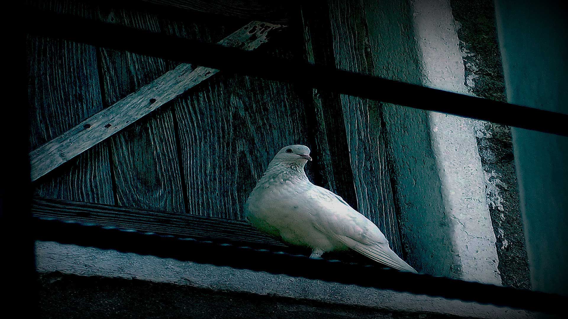 Parewa | Nepali Walls