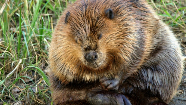 WRLTHD: Ranchers stunned as beaver herds 150 cattle