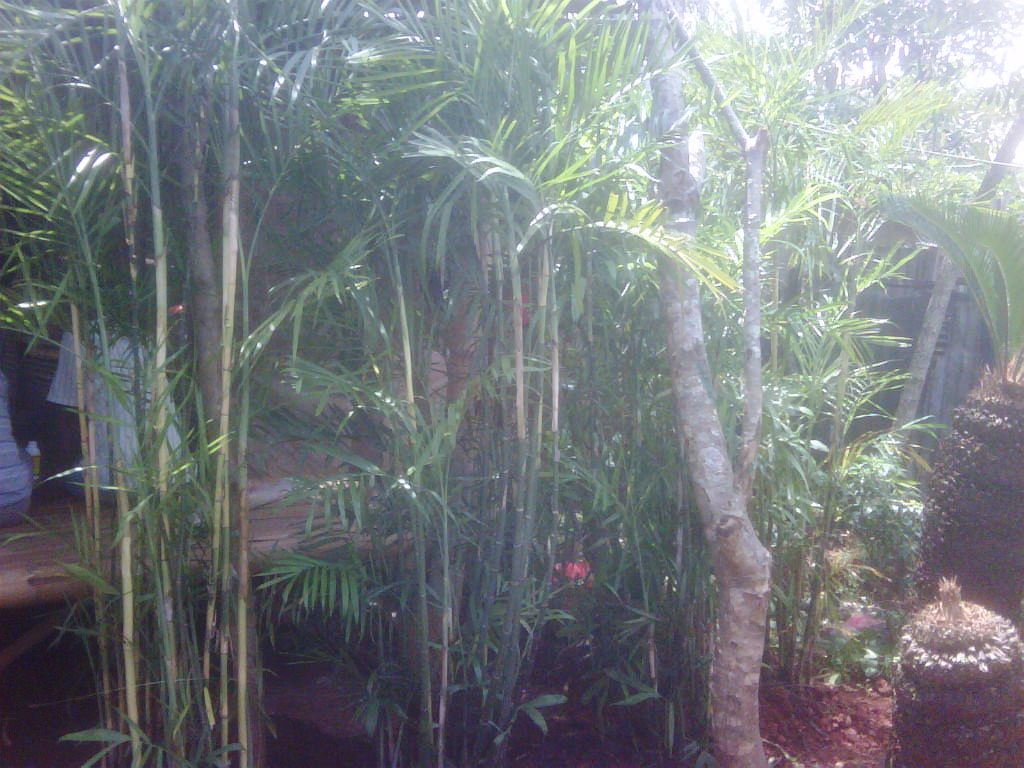 Sentra Tanaman Hias Graha Raya Bintaro: Pohon Komodoria