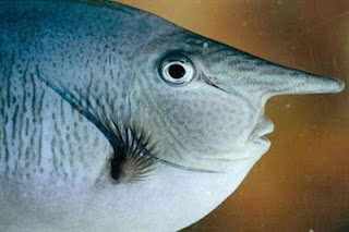 EvoluCiência (notícias científicas): Peixe com "rosto humano" é atração ...