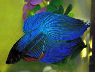 Beautiful Blue Betta Fish ~ Fish Video
