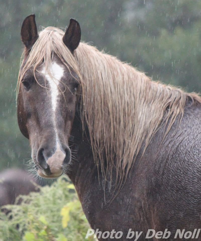 Critter Sitter's Blog: Chincoteague Pony Photos