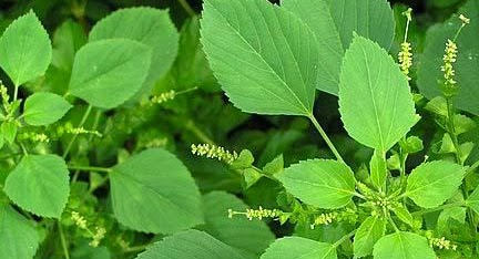 Khasiat Tanaman Akar Kucing, Apa Saja Manfaat dan Efek Sampingnya ...