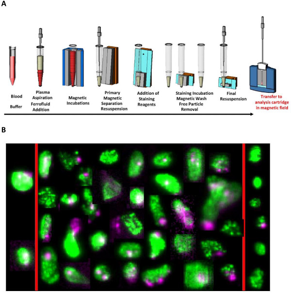 The Arts, Sciences and Medicine: CTCs ( CIRCULATING TUMOR CELLS )