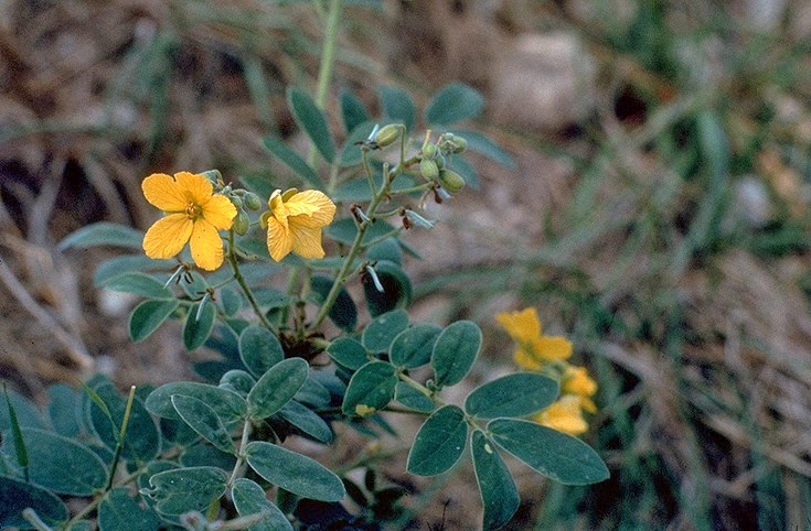 Future Plants by Randy Stewart: Cassia & Senna(s)