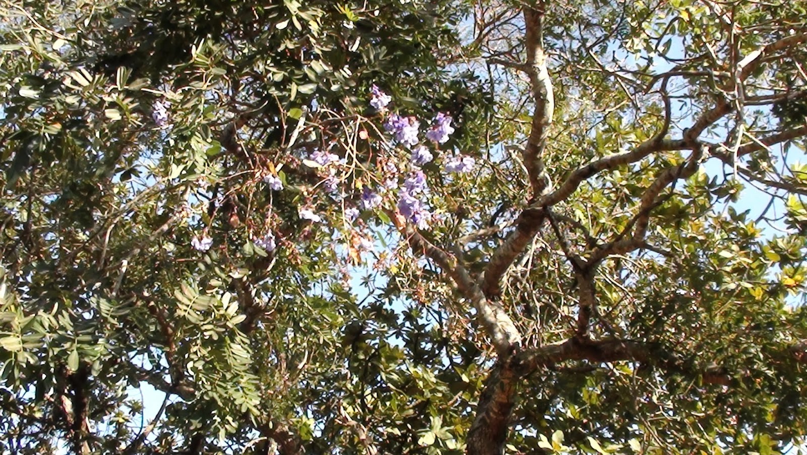 Flores, frutos e aves de Brasília e do Cerrado: ÁRVORES EMBLEMÁTICAS DE ...