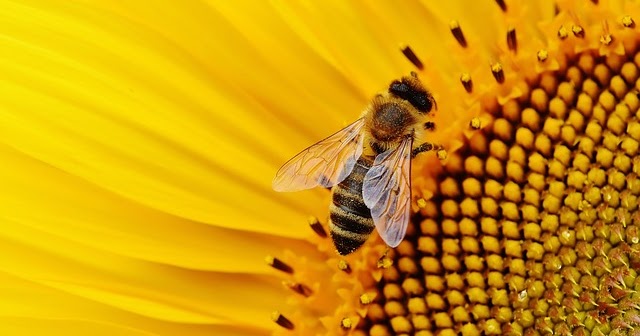 Endangered New Jersey: Are Bees Endangered?