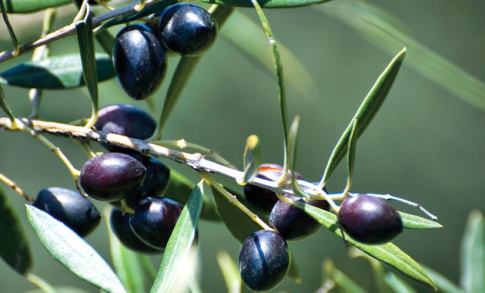 ΕΛΙΑ,ΚΡΗΤΙΚΕΣ ΠΟΙΚΙΛΙΕΣ,ΤΥΠΟΙ ΕΛΑΙΟΛΑΔΟΥ,ΑΣΘΕΝΕΙΕΣ,ΑΝΤΙΜΕΤΩΠΙΣΗ ΚΑΙ ...