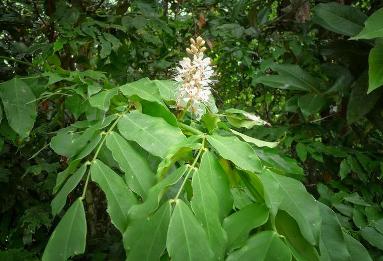 M A N T H A L A W A: මඟුල් කරඳ සහ අහිකුන්ඨිකයෝ | Magul Karanda & Sri ...