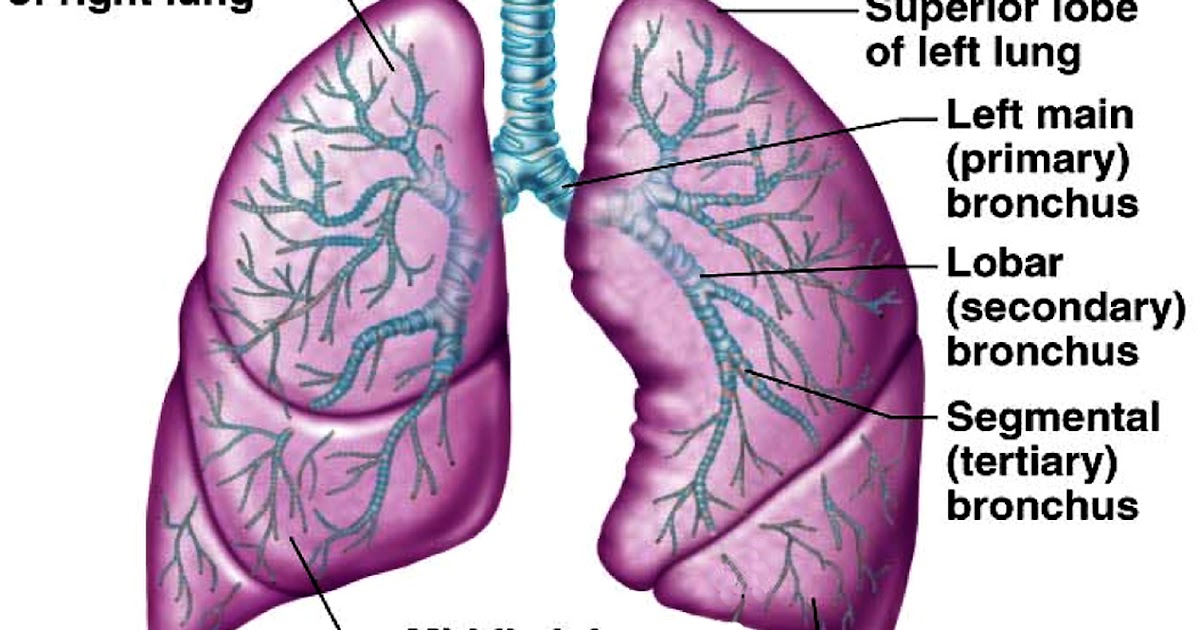 MEDICINE: LUNG AGENESIS