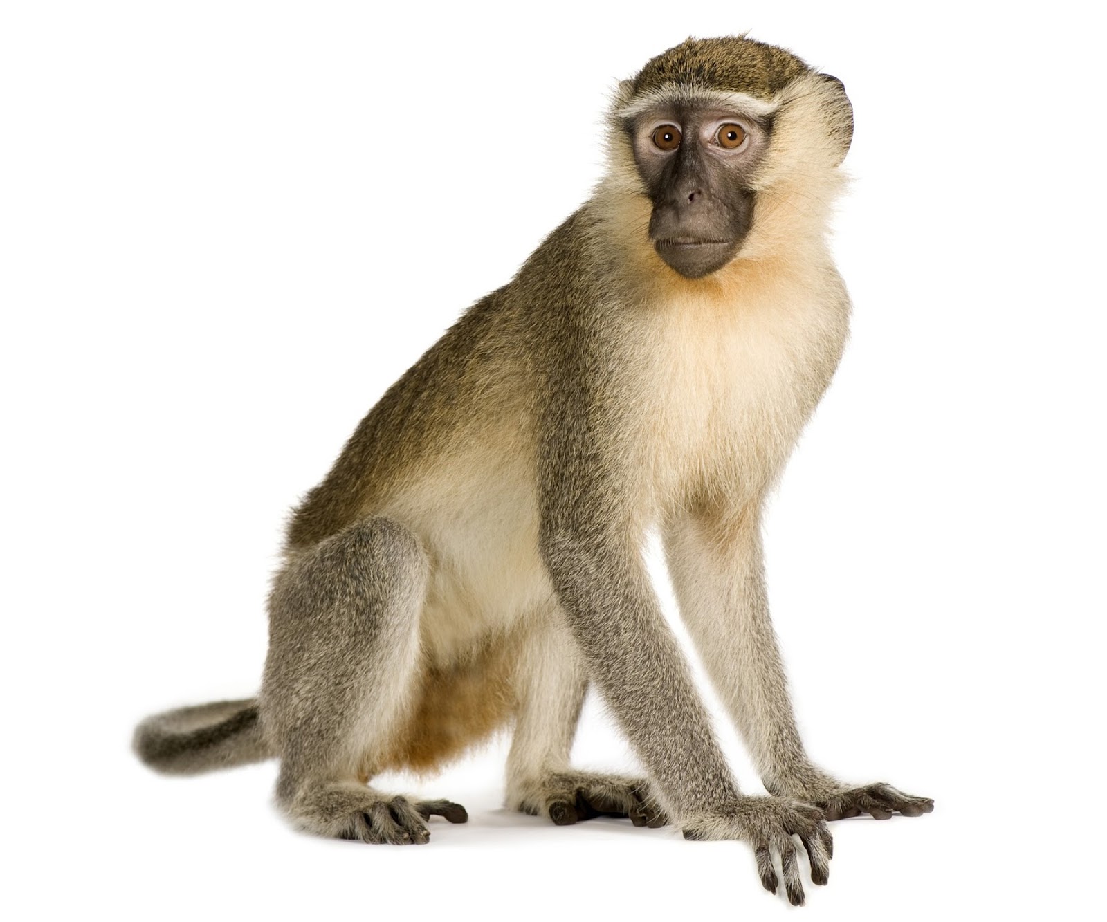 Beginilah Cara Menaklukkan Monyet Pintar ~ KISAH ABU NAWAS