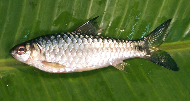 (Puntius dorsalis) - long snouted barb -katu kuriya | FRESHWATER FISHES ...