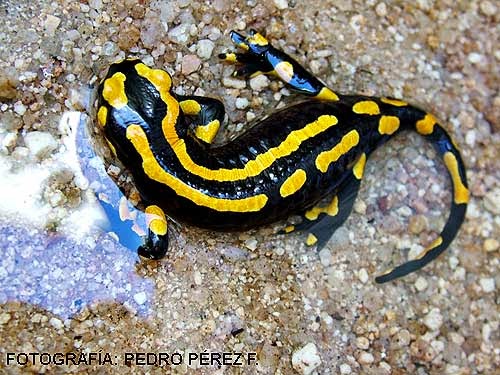 Biologia : Animales - Cordados: Anfibios