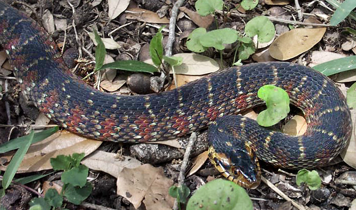 Snakes: Water Snakes