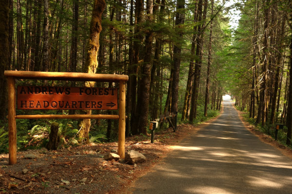 Northwest Conifer Connections: Andrews Experimental Forest